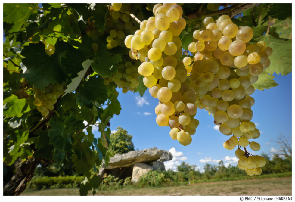Le Cognac - Découvrez ce spiritueux d'exception - Authentic Spirits